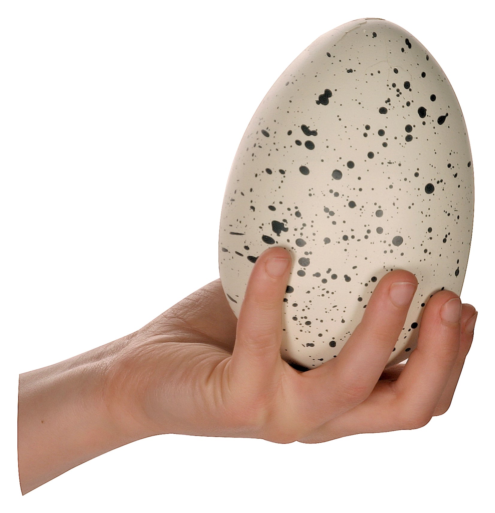 Ginormous Hatchin' Grow Dino Egg, Just Add Water – Sweet Southern Grace